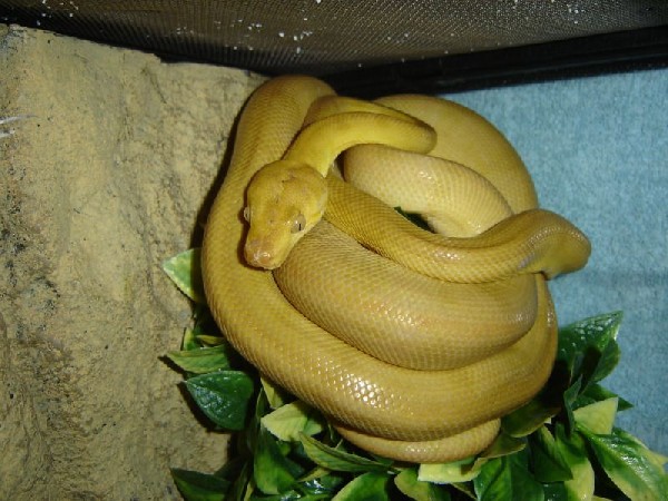 kingsnake.com photo gallery > Tree Boas > Yellow Amazon Tree Boa