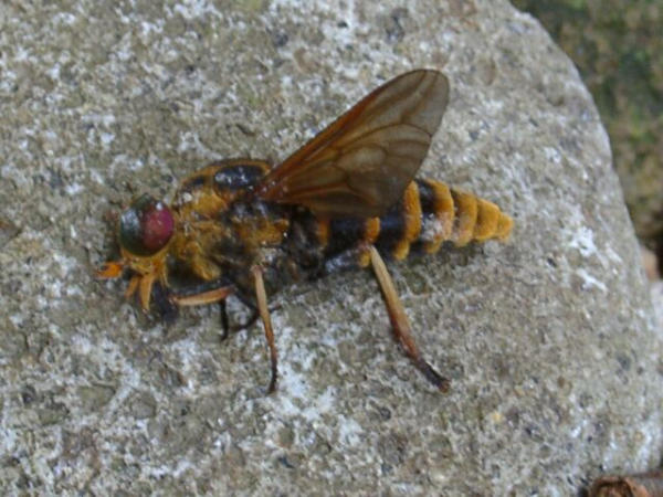 kingsnake.com photo gallery > Flies > Japanese fly - another view