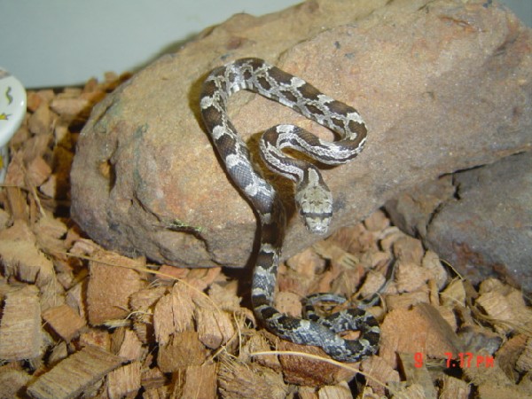kingsnake.com photo gallery > Rat Snakes > Black rat snake hatchling