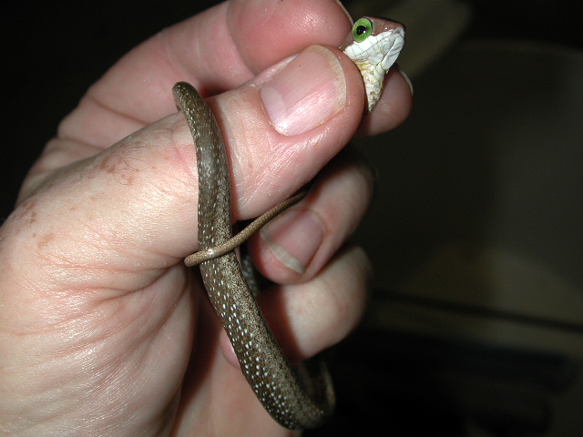 kingsnake.com photo gallery > Snakes > Baby boomslang