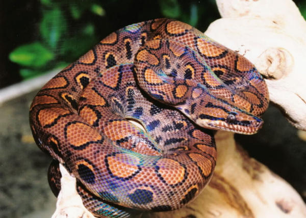 kingsnake.com photo gallery > Member Galleries > Brazilian rainbow boa
