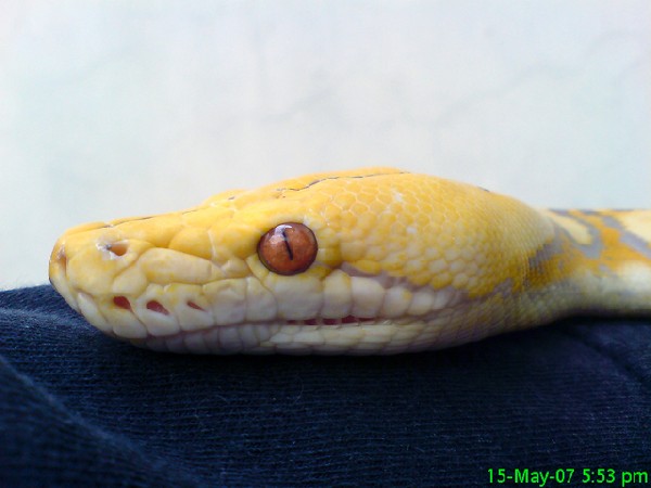 kingsnake.com photo gallery > Reticulated Pythons > Python reticulatus ...