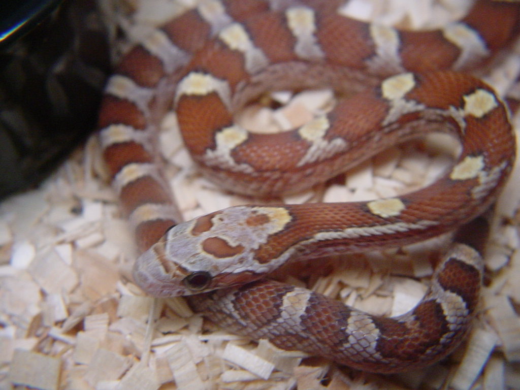 kingsnake.com photo gallery > Corn Snakes > AMBER BLOOD RED CORN