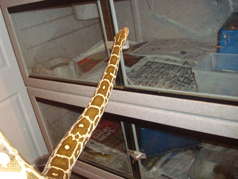 kingsnake.com photo gallery > Pythons > Indian Python (Female Pakistan ...