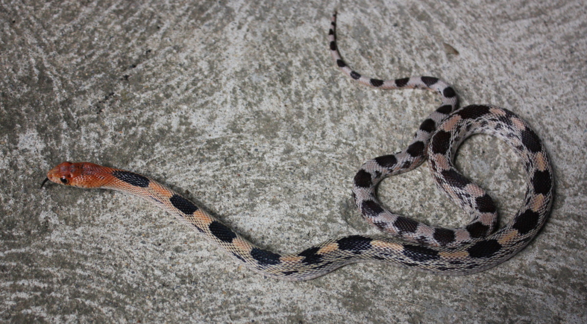 kingsnake.com photo gallery > Bull/Gopher/Pine Snakes > #1 Small 08 ...