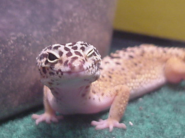 kingsnake.com photo gallery > Geckos > winking leo