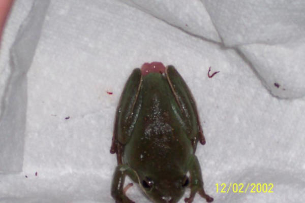 kingsnake.com photo gallery > Tree Frogs > Sick Green Tree Frog