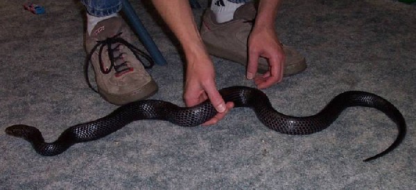 kingsnake.com photo gallery > Snakes > indy2