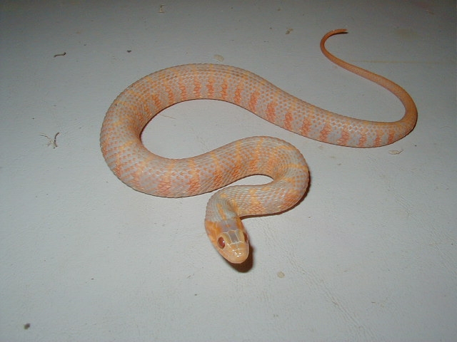 kingsnake.com photo gallery > Garter Snakes > Albino Florida Banded ...
