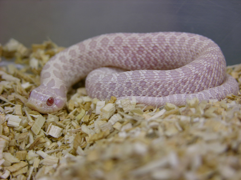 kingsnake.com photo gallery > Snakes > snow hog #1