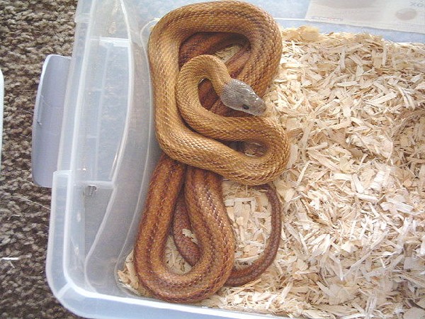 kingsnake.com photo gallery > Rat Snakes > Mexican Bairds rat snake