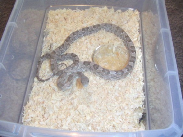 kingsnake.com photo gallery > Rat Snakes > white oak gray/Texas rat ...