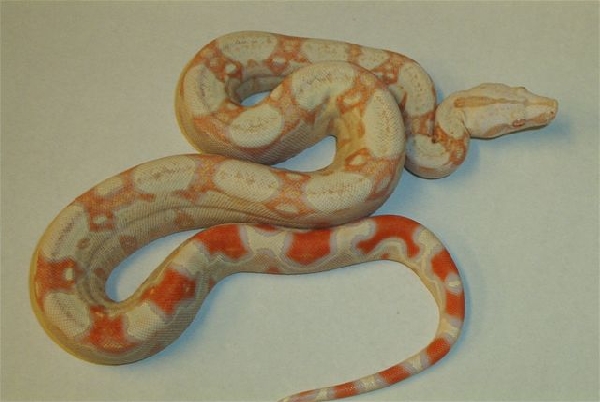kingsnake.com photo gallery > Boas > Boa constrictor imperator albino ...