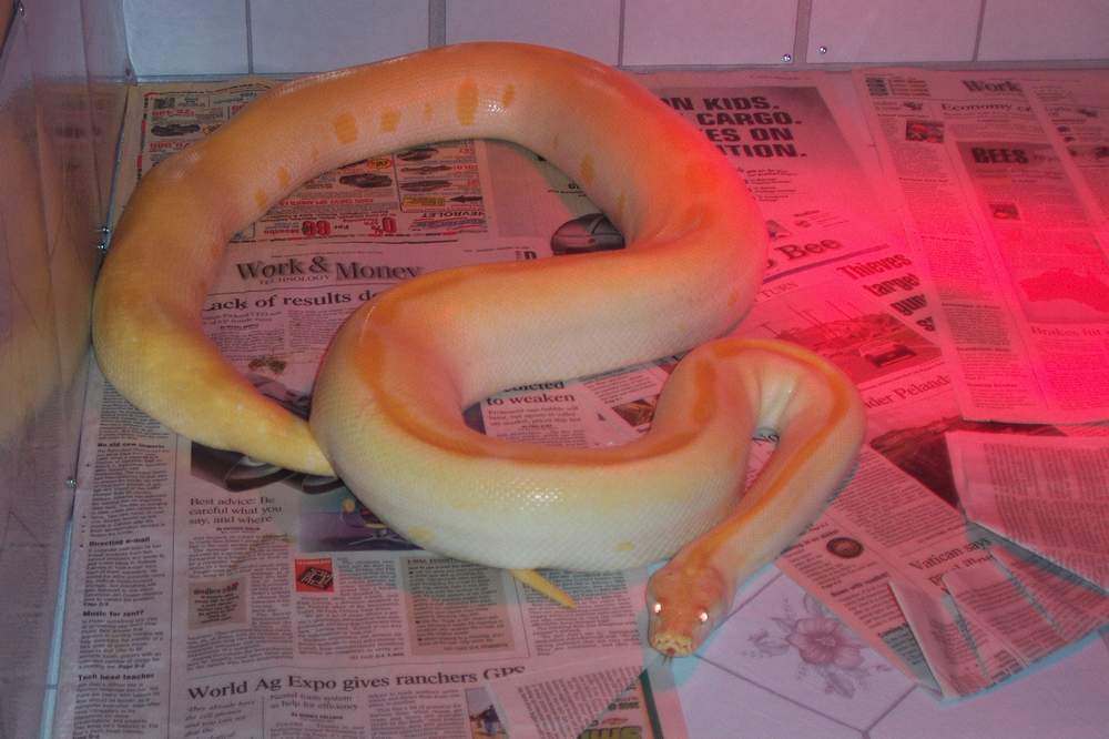 kingsnake.com photo gallery > Burmese Pythons > Albino Green Burm