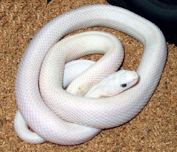 kingsnake.com photo gallery > Rat Snakes > Leucistic Texas Rat Snake...