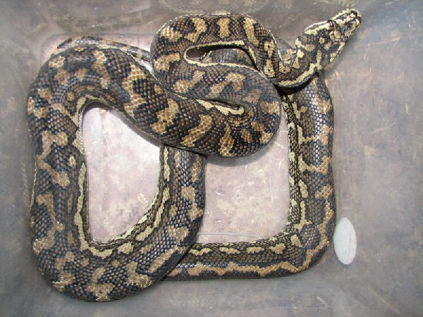 kingsnake.com photo gallery > Carpet/Diamond Pythons >