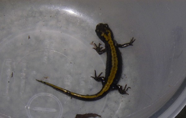 kingsnake.com photo gallery > Salamanders > whats this