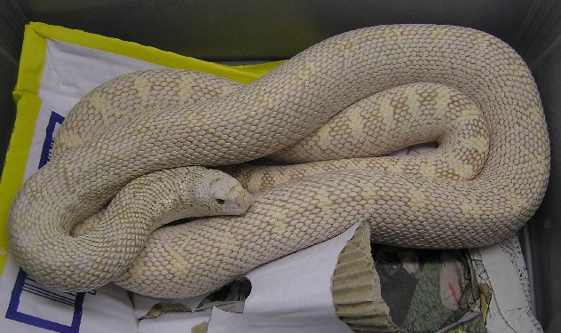 kingsnake.com photo gallery > Bull/Gopher/Pine Snakes > Pituophis mel ...