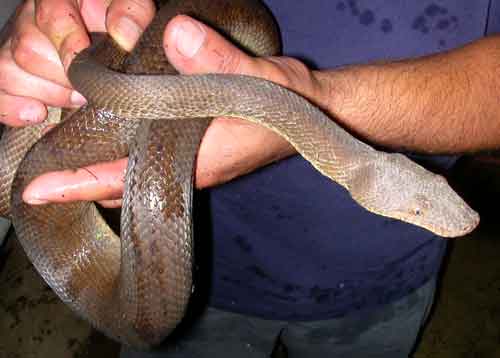 kingsnake.com photo gallery > Boas > Fiji Boa