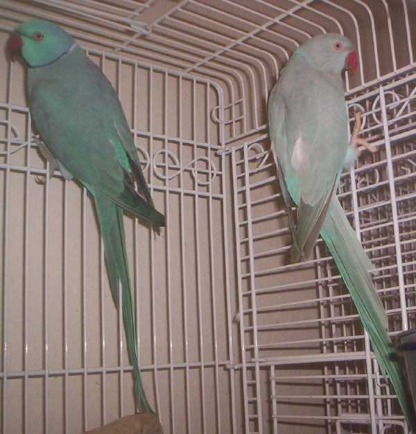 kingsnake.com photo gallery > Birds > Blue and Blue-Cinnamon Ringnecks