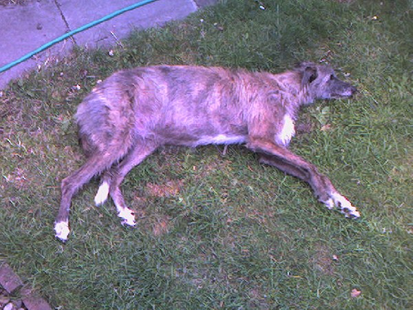 kingsnake.com photo gallery > Greyhound > anna pregnant